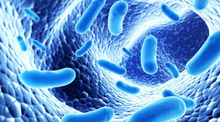 The Link Between Gut Bacteria And Obesity | Alessandra Edwards The Link Between Gut Bacteria And Obesity | Alessandra Edwards